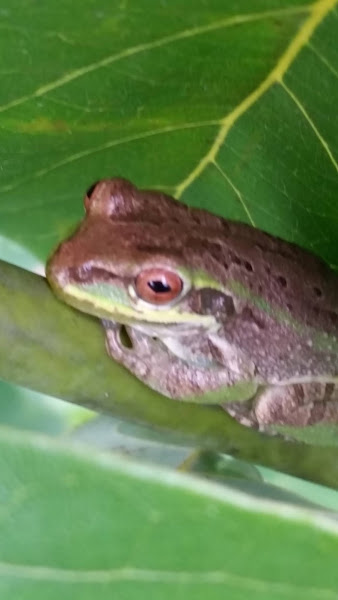 cuban tree frog | Project Noah