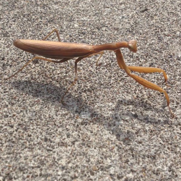 Mantis | Project Noah