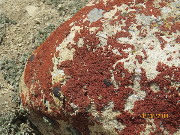 Lichen | Project Noah