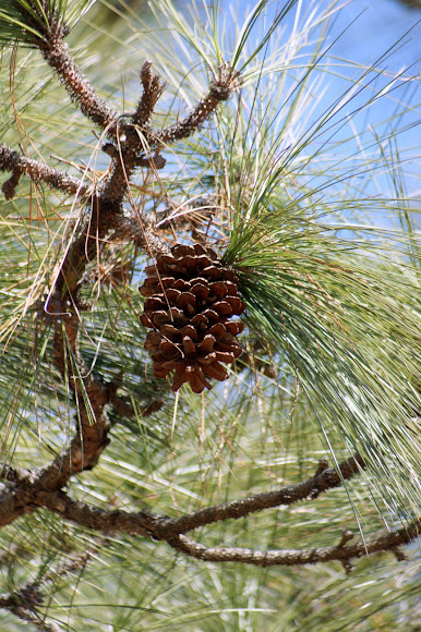 Longleaf Pine | Project Noah