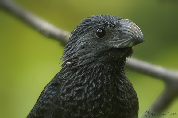 Groove-billed Ani (Tijo, zopilotillo, garrapatero piquiestriado ...
