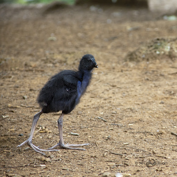Purple Swamphen Chick | Project Noah