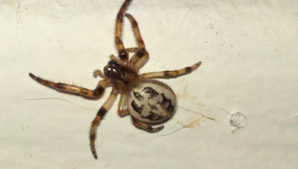 Furrow Orbweaver | Project Noah