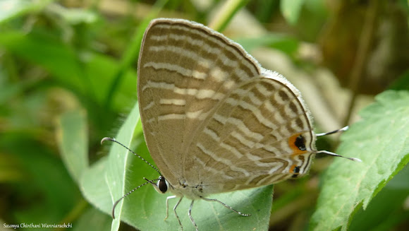 Common Cerulean | Project Noah