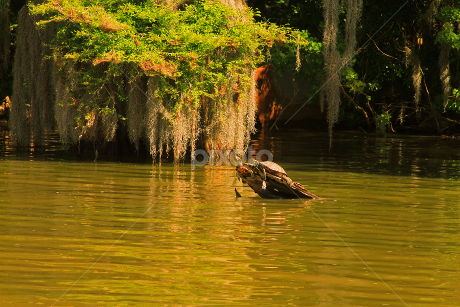 Louisiana Swamp Animals