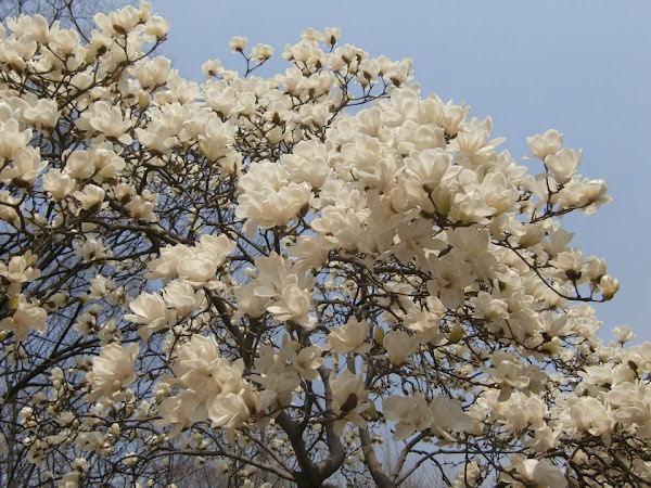 Mokuren Flower | Project Noah