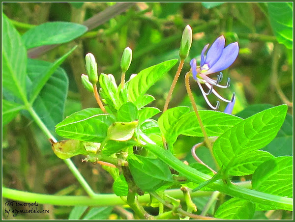 Fringed Spider Flower | Project Noah