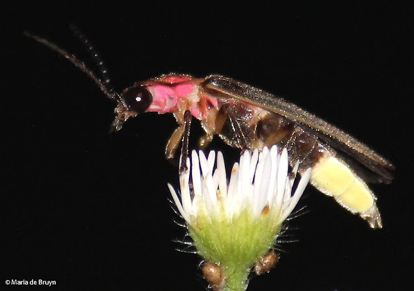 Lightning bug, also known as firefly | Project Noah