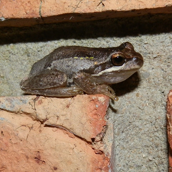 Southern Brown Tree Frog | Project Noah