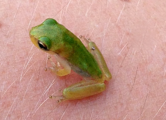 Baby Green Tree Frog