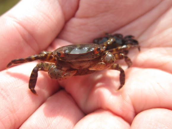 Asian Shore Crab | Project Noah