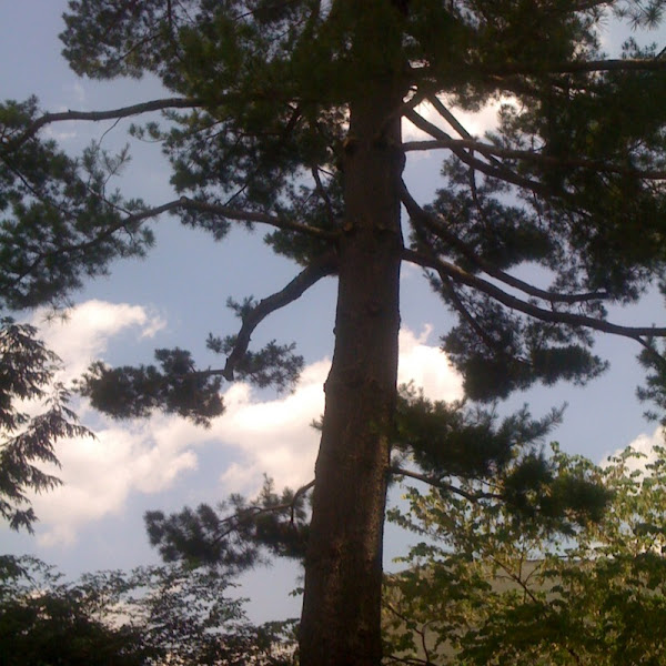 Pine Tree | Project Noah