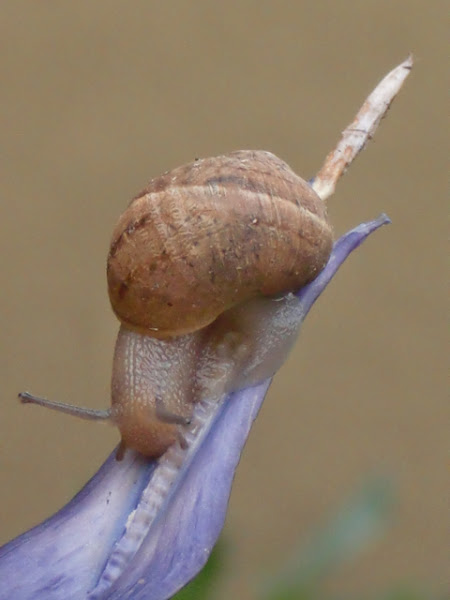 snail | Project Noah