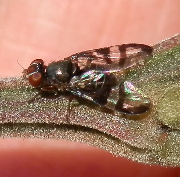 Signal fly | Project Noah