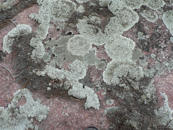 Crustose lichen | Project Noah