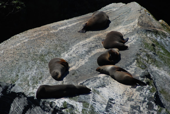 New Zealand Fur Seals | Project Noah