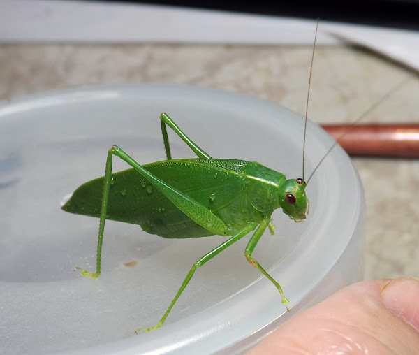 Gum-leaf Katydid | Project Noah