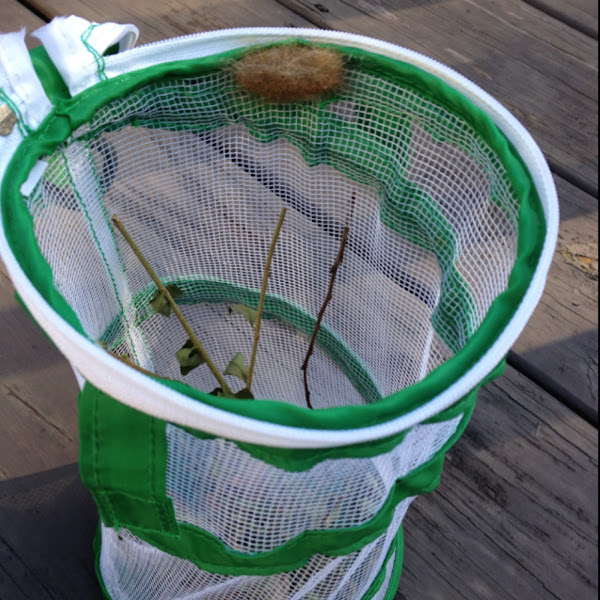 Virginia Tiger Moth (cocoon) | Project Noah