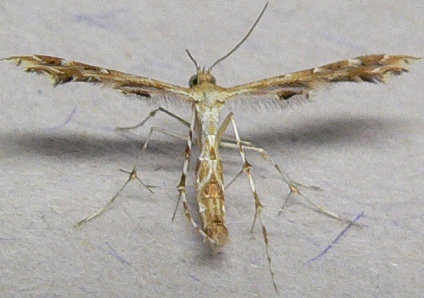 Geranium Plume Moth | Project Noah
