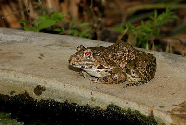 Indian Bullfrog | Project Noah