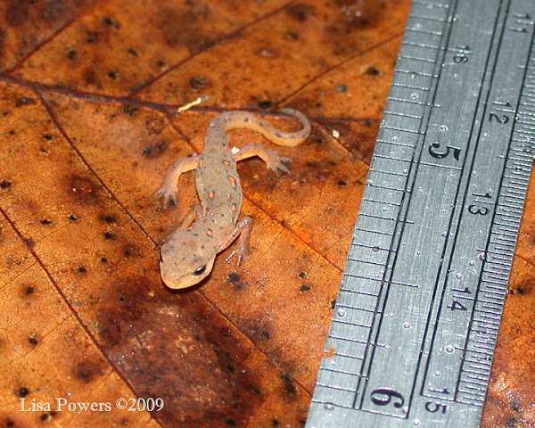 Eastern Newt - red eft stage | Project Noah