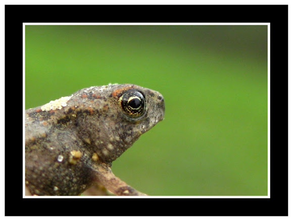 Cane Toadlet ?? | Project Noah