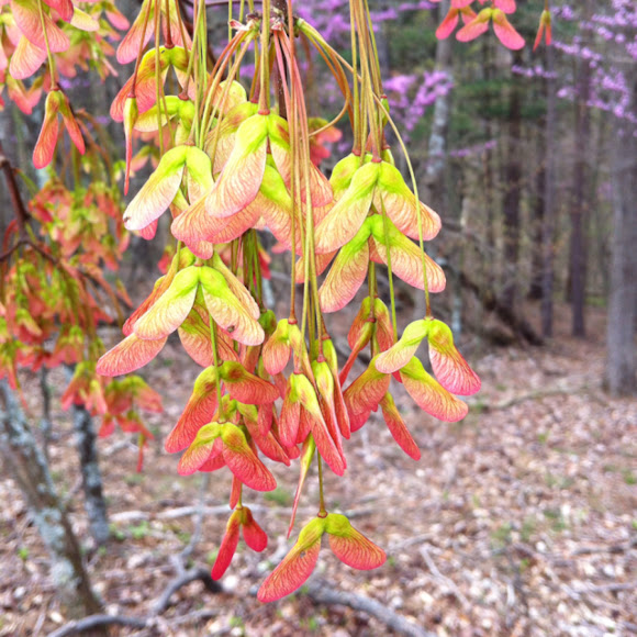 Maple tree winged seeds | Project Noah