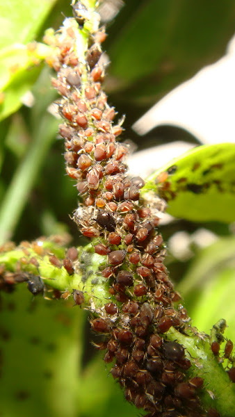 Áfidos | Project Noah