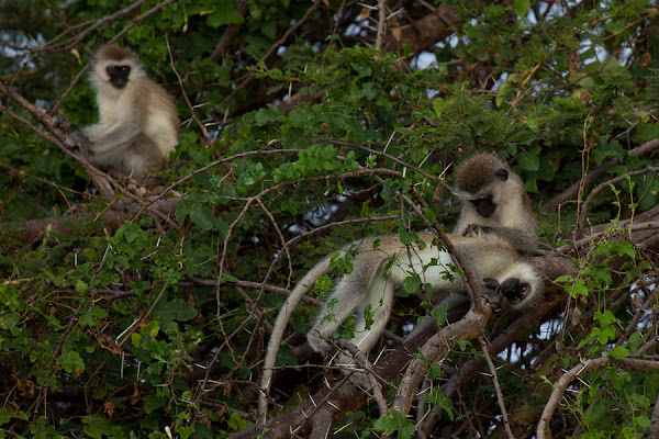 Vervet Monkey | Project Noah