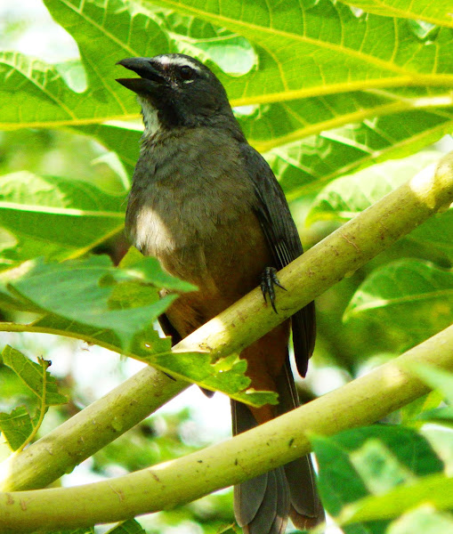 Greyish saltator | Project Noah