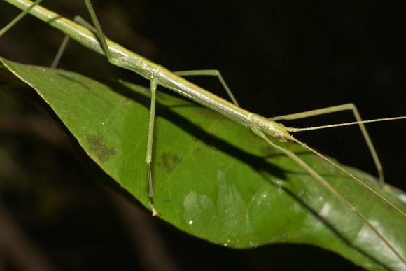 Stick Insect, Phasmid - Nymph | Project Noah