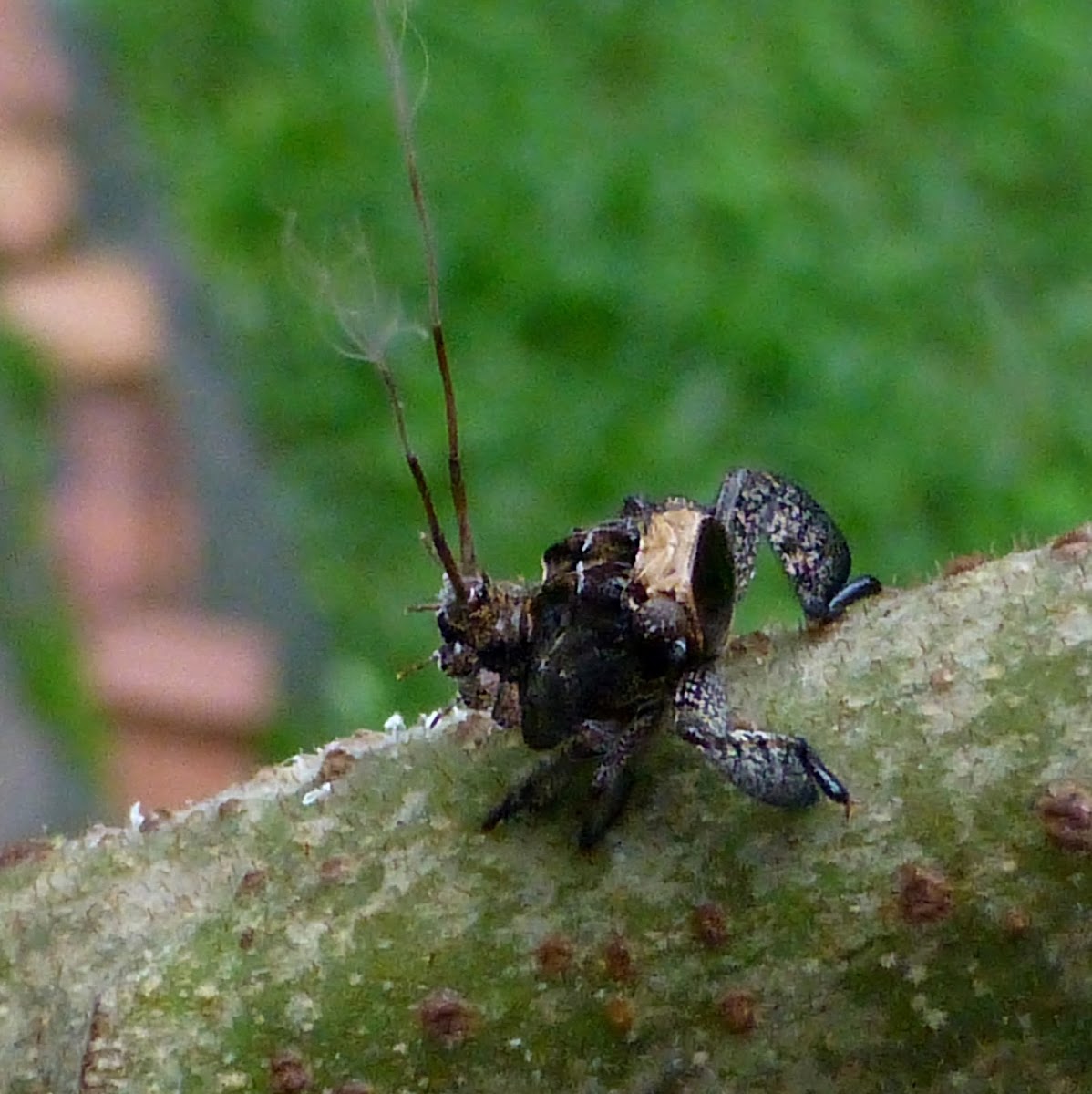 Fulgorid Planthopper Nymph Bug | Project Noah