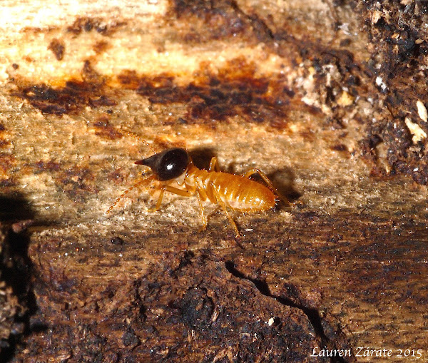 Nasute Termites | Project Noah