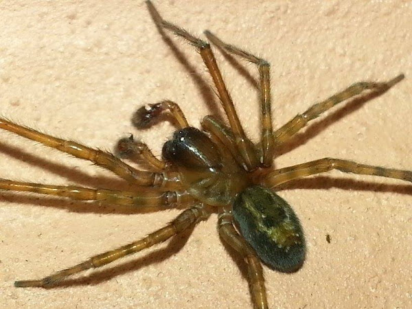 Hacklemesh Weaver | Project Noah