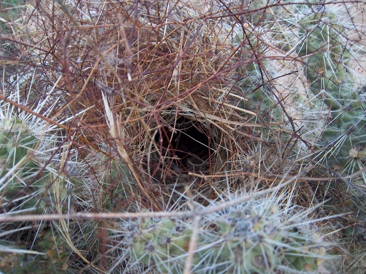 cactus wren nest | Project Noah