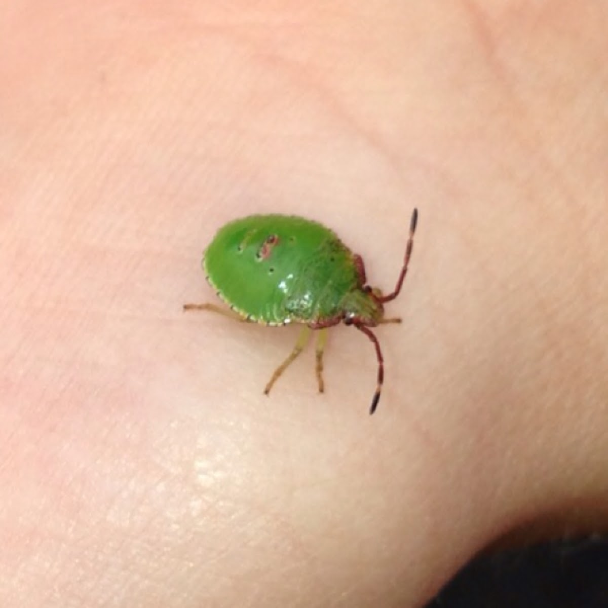 Greenshield Bug | Project Noah