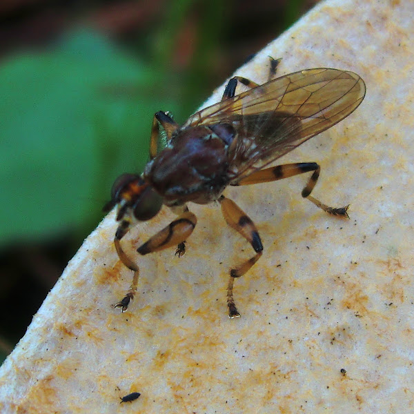 Fungus fly | Project Noah