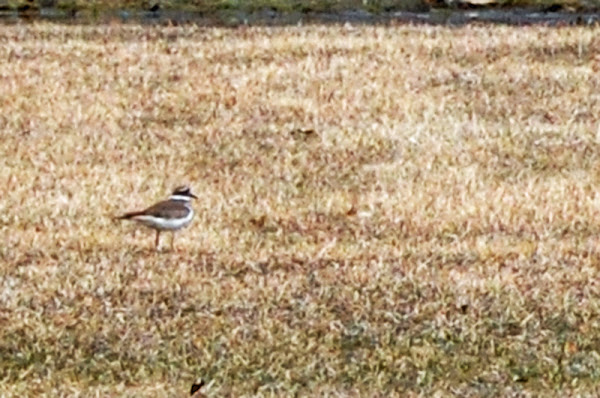 Killdeer | Project Noah