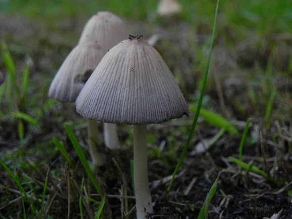 Gypsy Mushroom | Project Noah