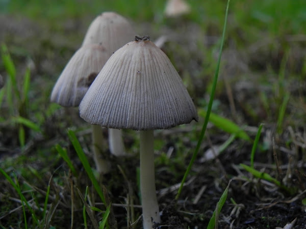 Gypsy Mushroom | Project Noah