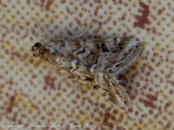 Cabbage Webworm | Project Noah