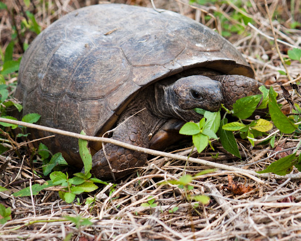 Gopher Tortoise | Project Noah