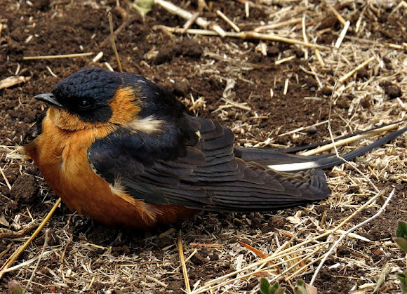 Red-breasted Swallow | Project Noah