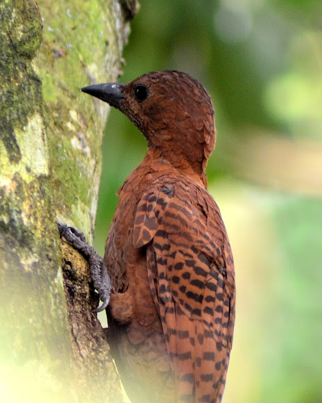 Rufous Woodpecker | Project Noah