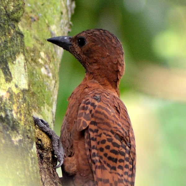 Birds of Kerala | Project Noah