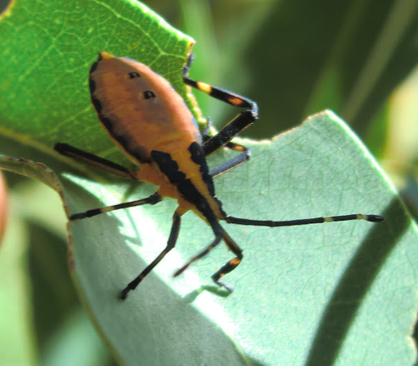 Eucalyptus tip bug | Project Noah