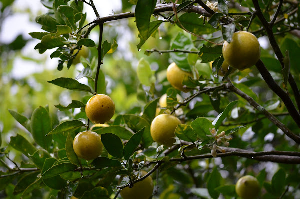 Limon Dulce, Sweet Lime | Project Noah