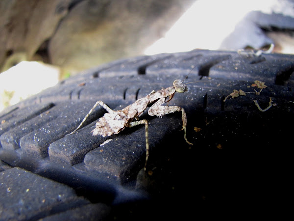 Florida bark mantis nymph | Project Noah
