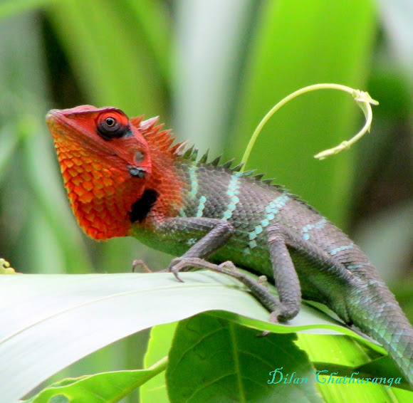 Green Forest Lizard | Project Noah