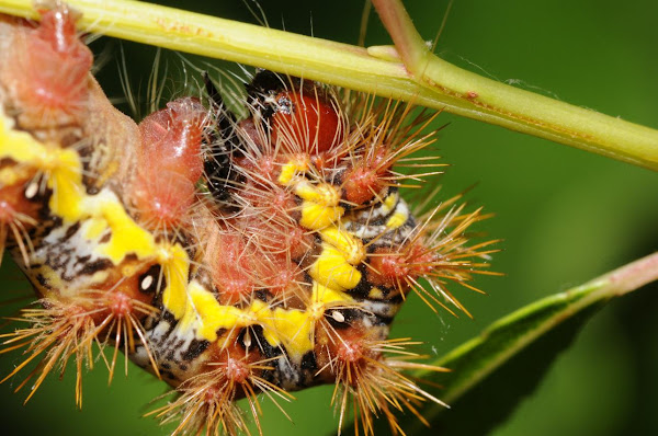 Smeared dagger moth (larva) | Project Noah